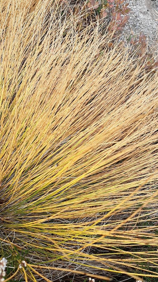 Straw stock photo. Image of straw, nature, pattern, yellow - 131094718