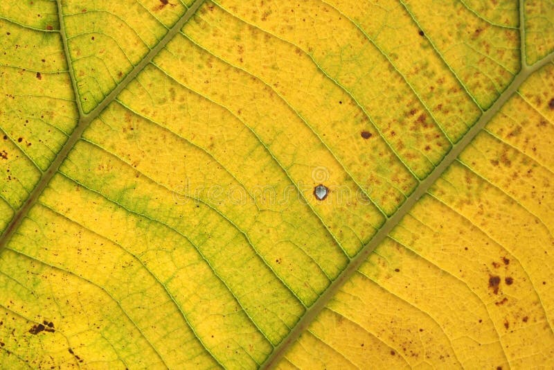 Pattern of Yellow Teak Leaf Stock Photo - Image of greenish, change ...