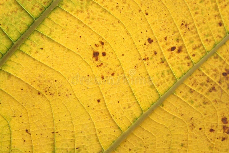 Pattern of Yellow Teak Leaf Stock Image - Image of yellow, grow: 195668229