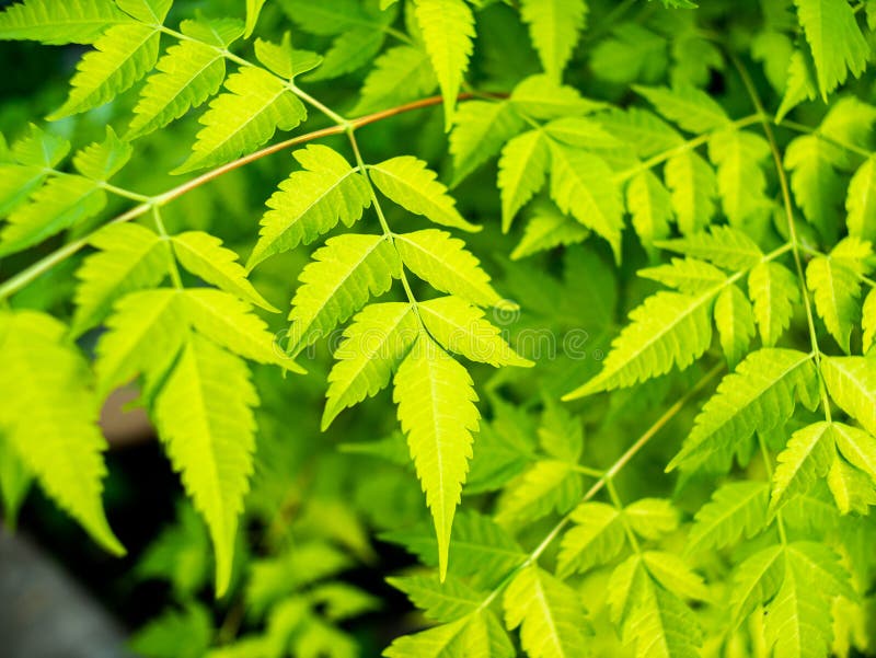 Pattern of Yellow Trumpet-Flower Plant Stock Image - Image of beauty ...