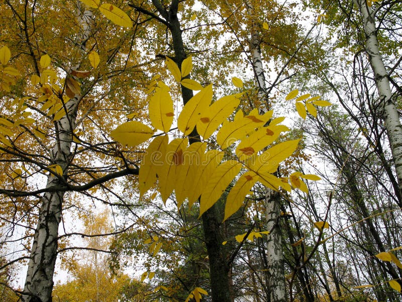 Patterned Leaf in a Birch Forest Stock Photo - Image of forest, october ...