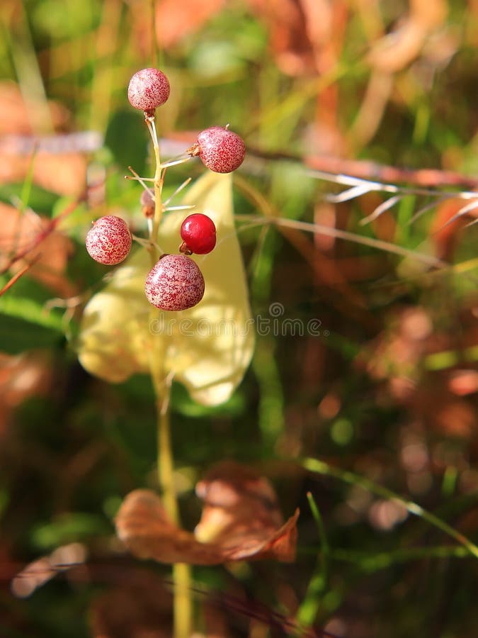 Patterned Berries of the May Lily (Maianthemum Bifolium) Stock Image ...