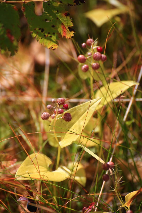 Patterned Berries of the May Lily (Maianthemum Bifolium) Stock Photo ...