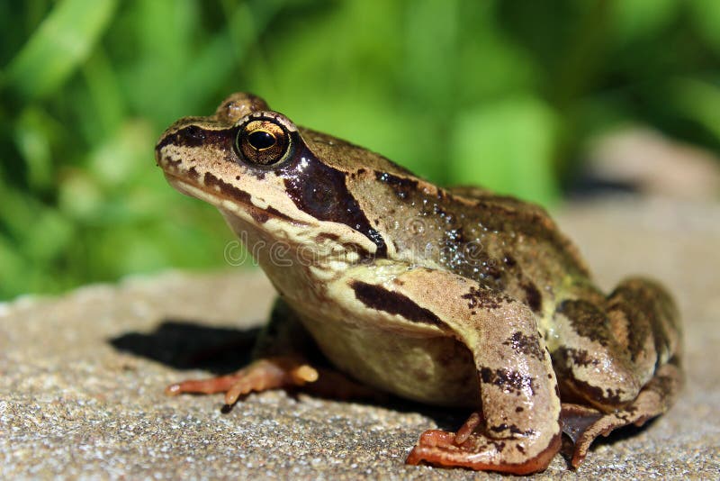 Patterned brown frog stock photo. Image of colorful, patterned - 44007286
