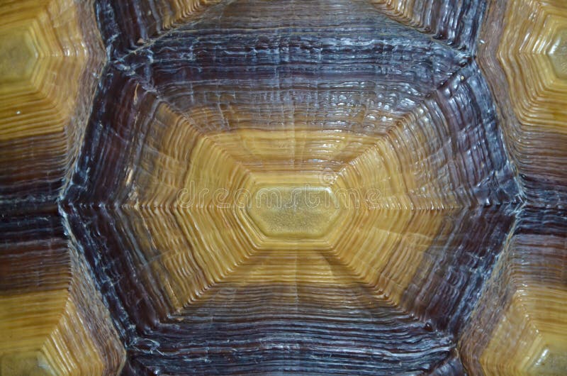Patterned carapace. stock image. Image of adult, exotic - 80476117