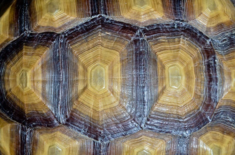 Tortoise Shell Pattern stock image. Image of cold, animal - 8545099