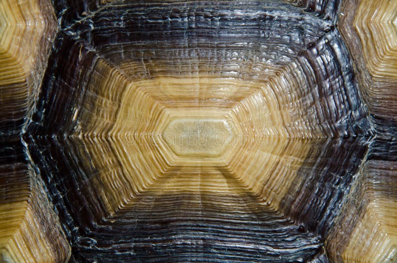 Patterned carapace. stock image. Image of beach, herbivorous - 31638283