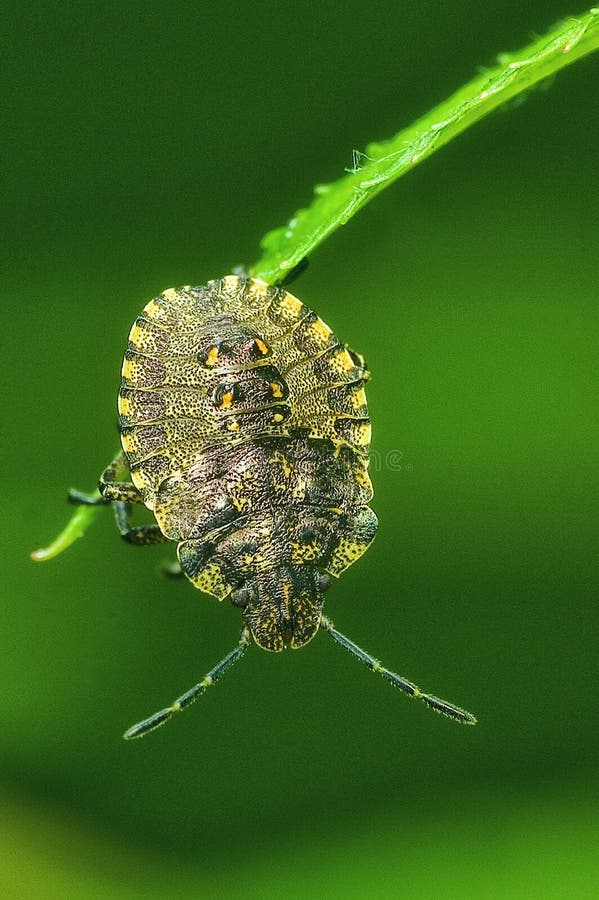 A Patterned Crust Insect Sitting on a Leaf Stock Image - Image of life ...