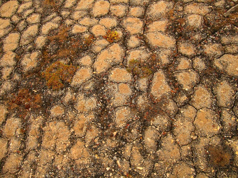Patterned Ground stock photo. Image of tree, trunk, permafrost - 97960532