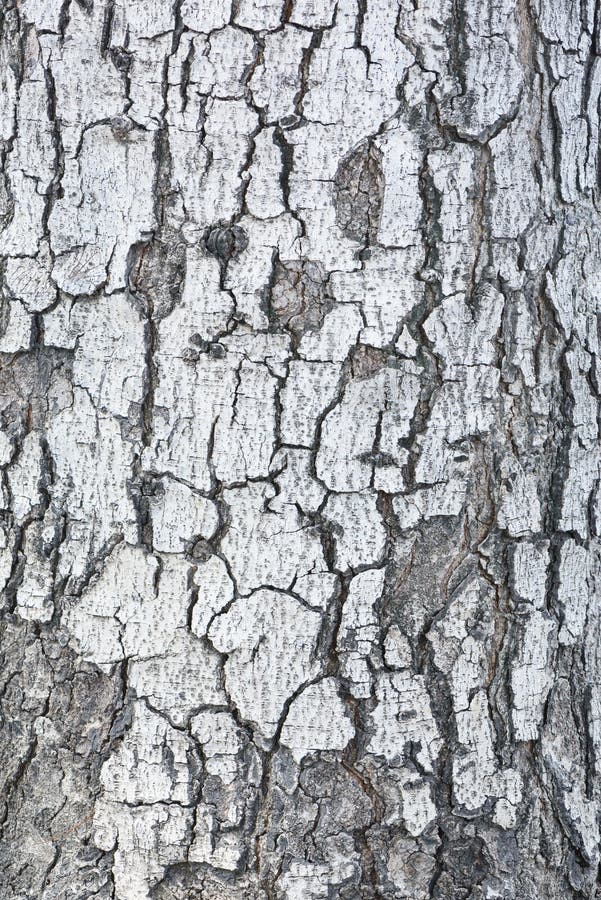 Grunge Tree With Background Picture. Image: 5988635
