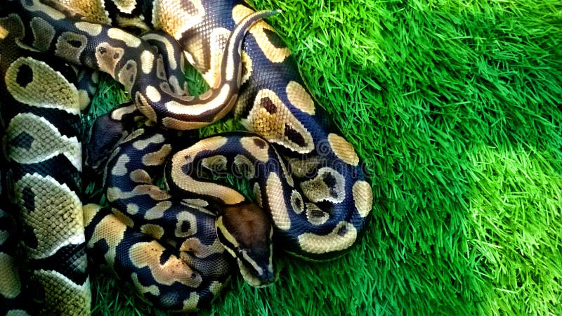 Patterned snake stock image. Image of animal, rare, jungle - 51024329