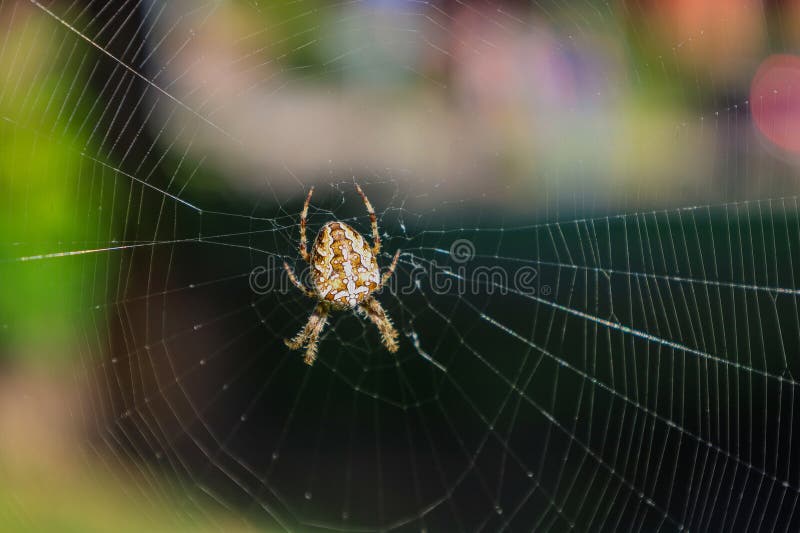 Patterned spider on a web stock image. Image of wing - 351375577
