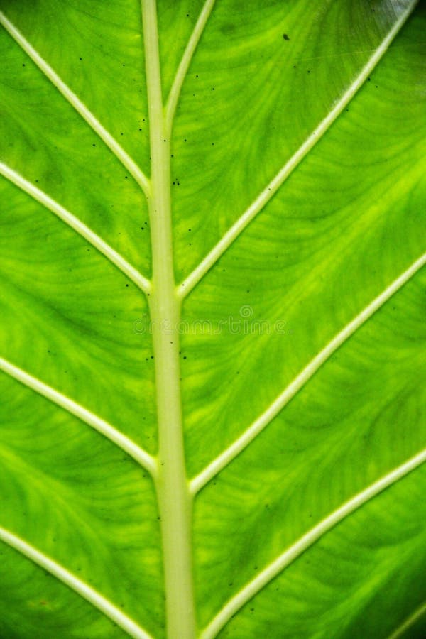 Patterned Taro Leaf Background Photo Stock Photo - Image of sunlight ...
