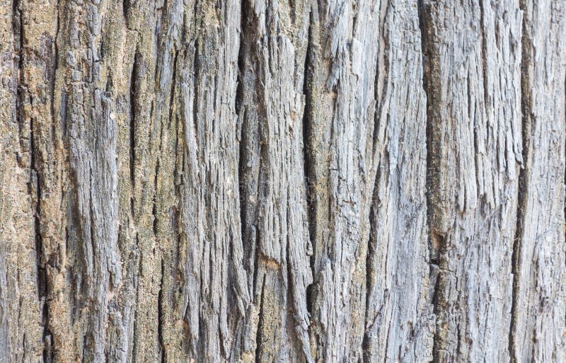 Plank surface stock photo. Image of retro, antique, decay - 121463666