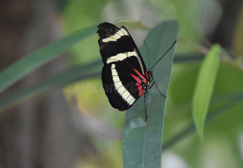 Patterned Wing on a Black White and Red Butterfly Stock Photo - Image ...