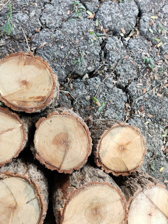 Patterns that Appear at the Cross-section of Multiple Trees are ...