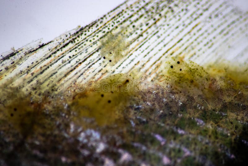 Study of Argulus Sp. and Clinostomum Sp. Under Microscope View in ...