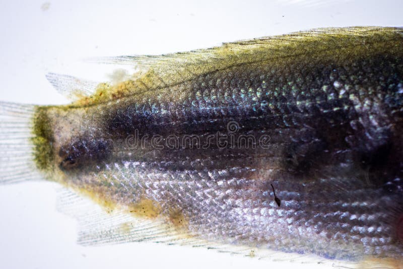 Study of Argulus Sp. and Clinostomum Sp. Under Microscope View in ...