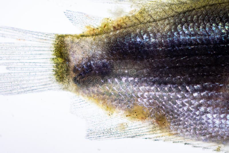 Study of Argulus Sp. and Clinostomum Sp. Under Microscope View in ...