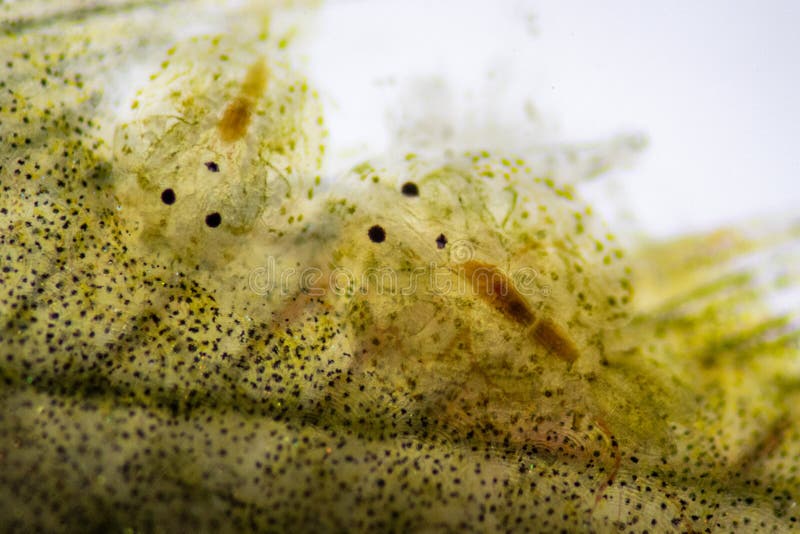 Study of Argulus Sp. and Clinostomum Sp. Under Microscope View in ...