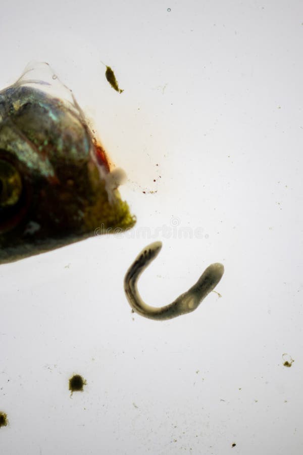 Study of Argulus Sp. and Clinostomum Sp. Under Microscope View in ...