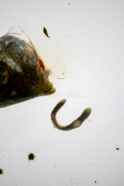 Study of Argulus Sp. and Clinostomum Sp. Under Microscope View in ...