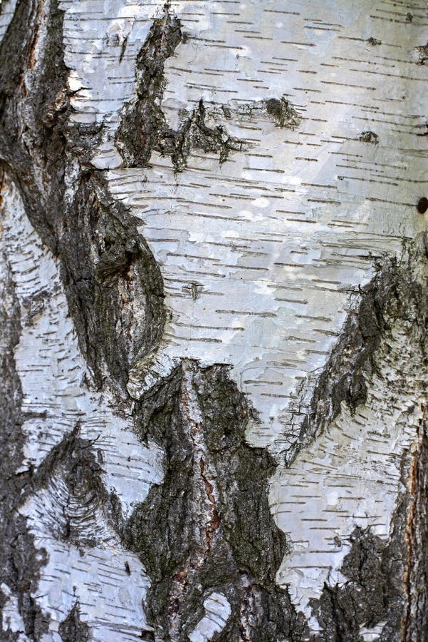 Patterns on the Bark of a Birch Tree Stock Image - Image of textured ...