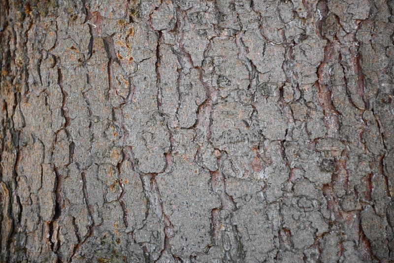 Patterns on the Bark of Elm Trees Stock Photo - Image of lines, bark ...