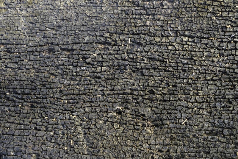 Patterns of the bark stock photo. Image of background - 211887462