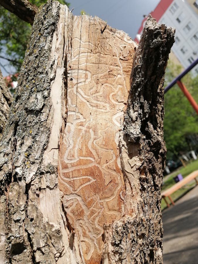 Patterns on the Bark of a Tree, Traces of Insects Living in the Tree ...