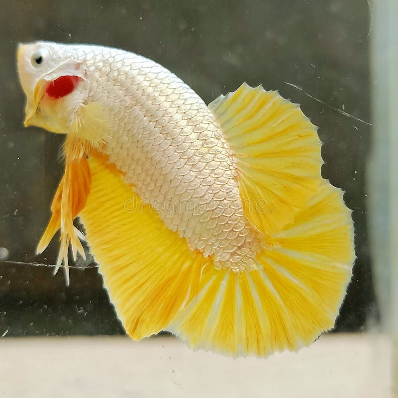 Patterns on the Body of Betta Fish. Stock Photo - Image of betta ...