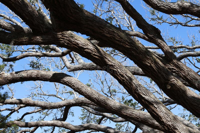 Patterns of Branches in a Forest Stock Photo - Image of maze, forest ...