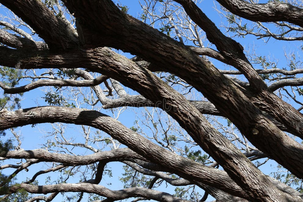 Patterns of Branches in a Forest Stock Photo - Image of maze, forest ...