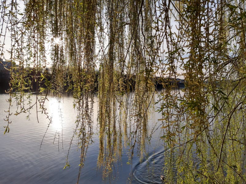 A Weeping Willow Tree with Sunset Peeking through the Branches. Stock ...