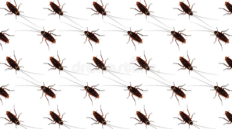 The Patterns of Cockroaches on a White Background Stock Image - Image ...