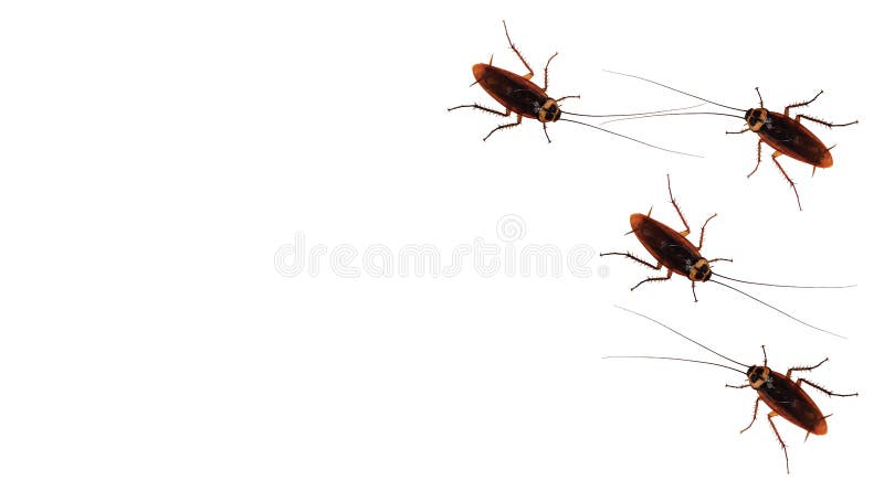 The Patterns of Cockroaches on a White Background Stock Illustration ...