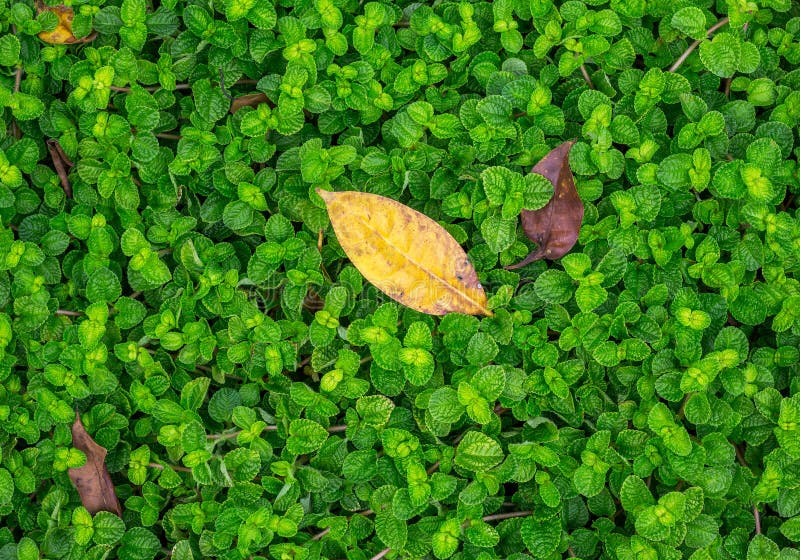 Patterns and Colors of Leaves. Stock Photo - Image of natural, tree ...