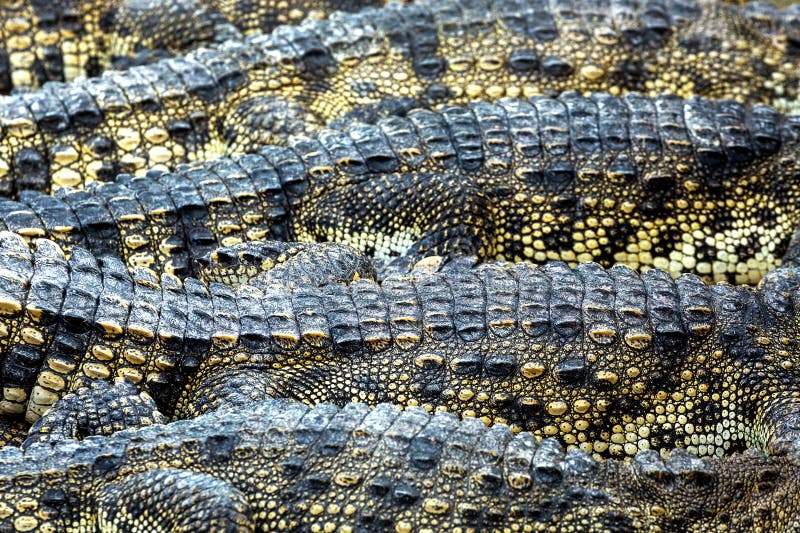 Patterns of Crocodile Skin. Stock Image - Image of design, wall: 274260471