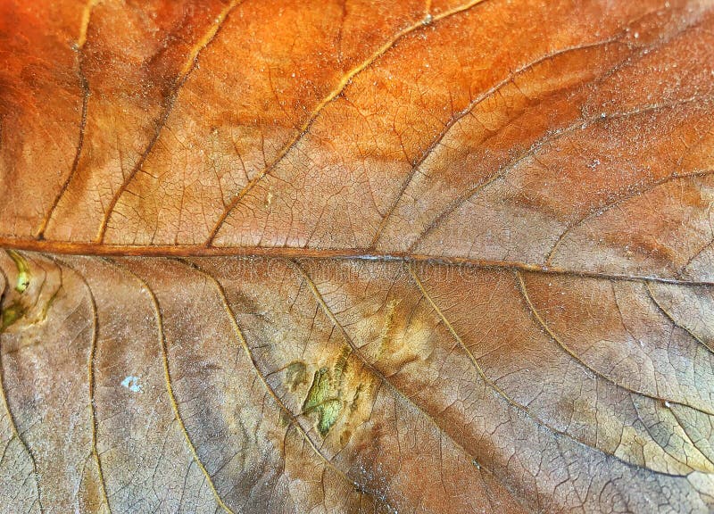 Dry rusty leaf stock image. Image of texture, rusty - 234593731