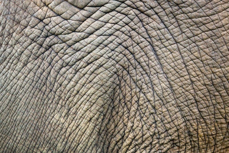 Patterns of elephant skin. stock image. Image of wild - 272505867