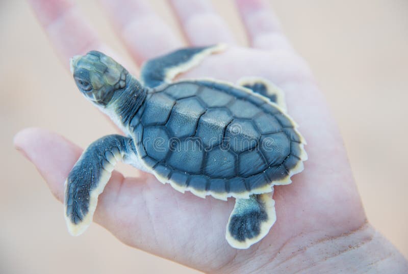 Flatback Sea Turtle Stock Photos - Free & Royalty-Free Stock Photos ...