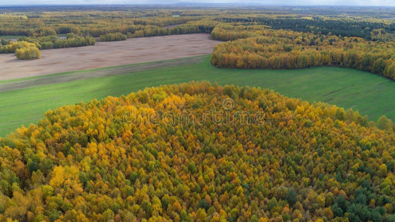 Patterns of the Forest in the Fields Stock Photo - Image of trees ...