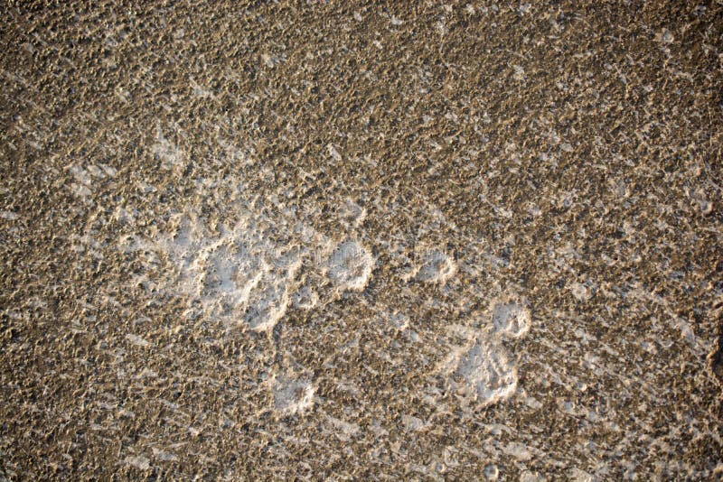Patterns on Freshly Poured Concrete Surface Stock Image - Image of ...