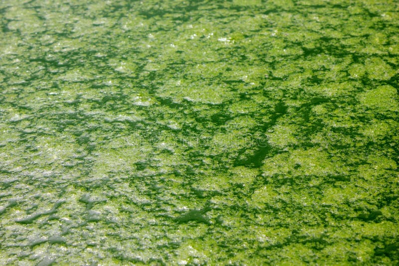 Patterns of Green Algae on the Water. Green Water. View from Above ...