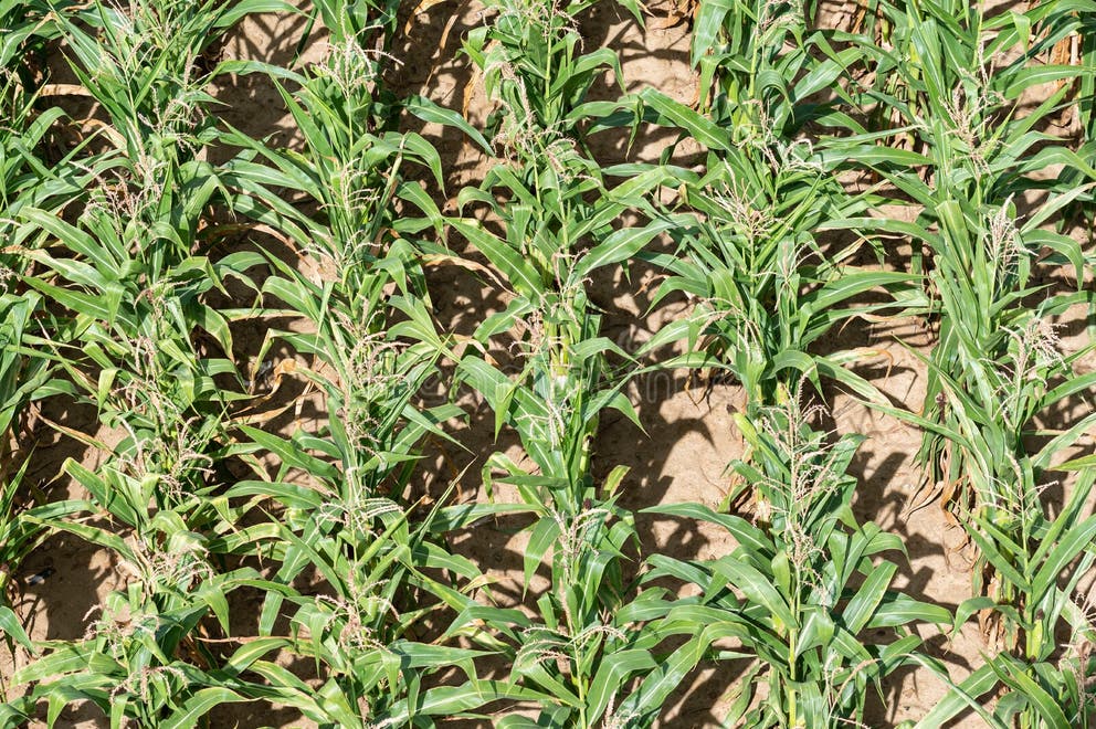 Patterns of a Green Corn Field, High Angle View, Belgium Stock Photo ...