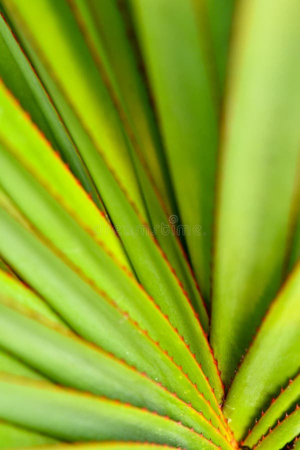 Patterns of green plants stock image. Image of organic - 156927231