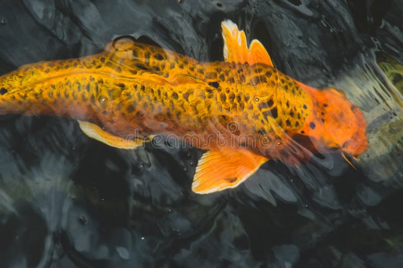 Patterns of a Koi stock image. Image of color, colorful - 115112327