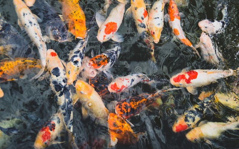Patterns of a Koi stock photo. Image of incredible, occurrence - 115112402