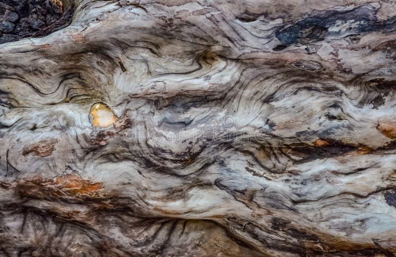 Patterns of Layers of Wood on Dead Pine Trees on the Shores of the ...