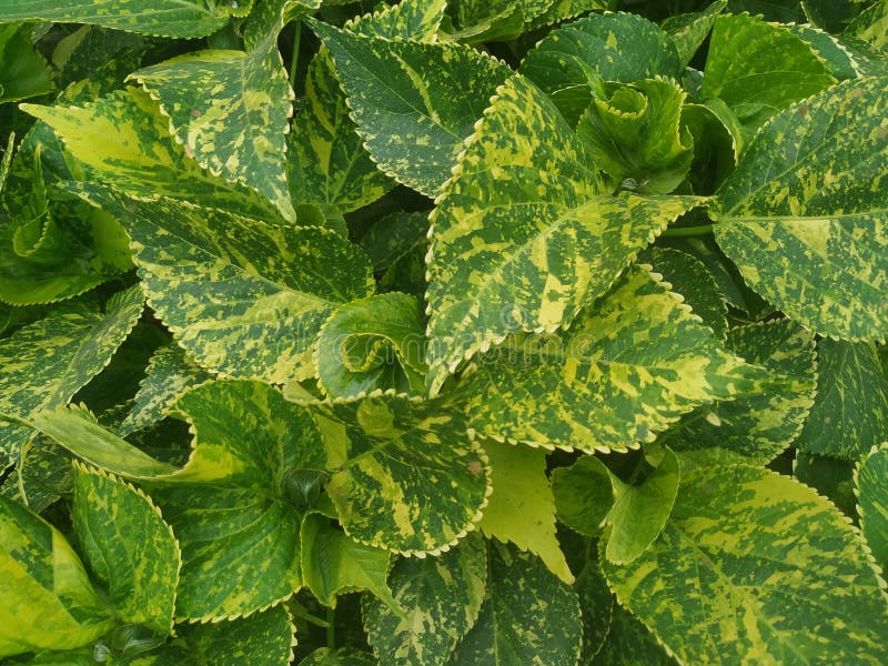 Green Background Patterns Created by Nature Stock Image - Image of ...
